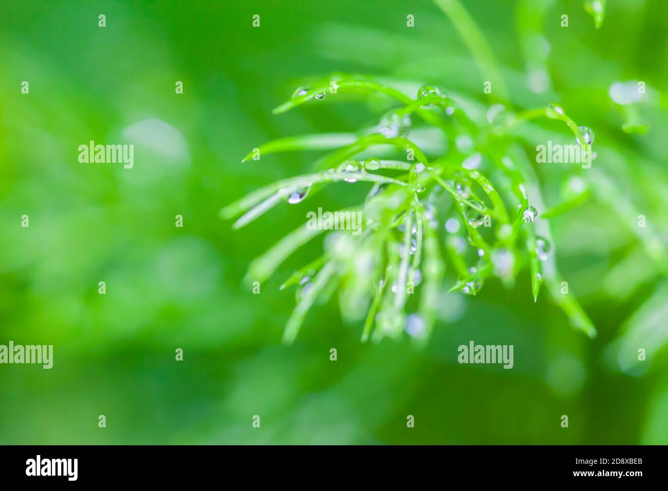 Dew drops close up for background Stock Photo - Alamy