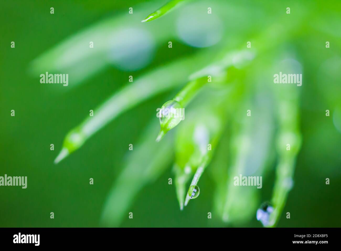 Dew drops close up for background Stock Photo - Alamy