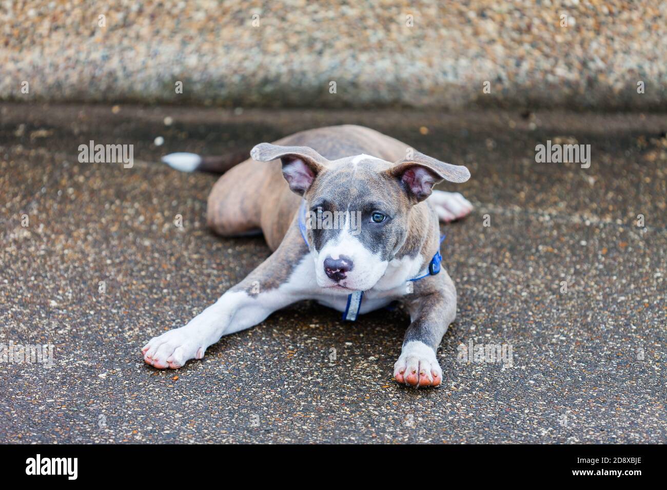 Cute Pit Bull dog laying in the park Stock Photo - Alamy