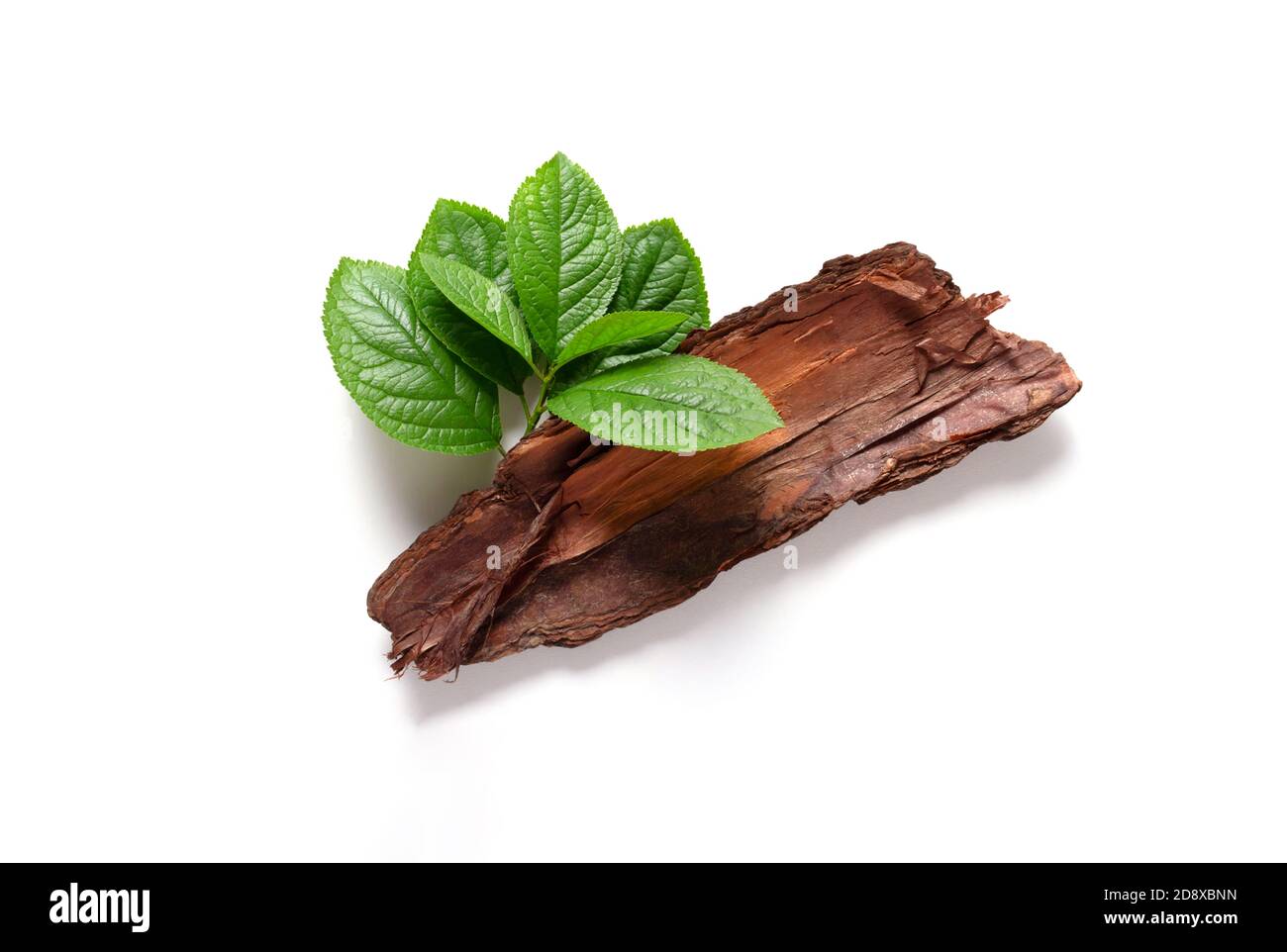 Tree bark and green branch isolated on white background. Eco Concept ...