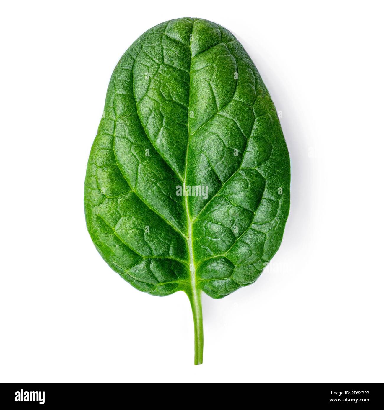 Spinach leaf isolated on white background. Fresh green baby spinach Top ...