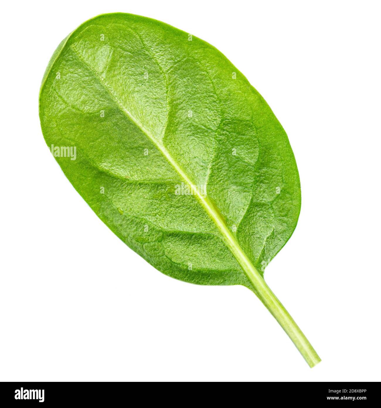 Baby leaf spinach cut out hi-res stock photography and images - Alamy