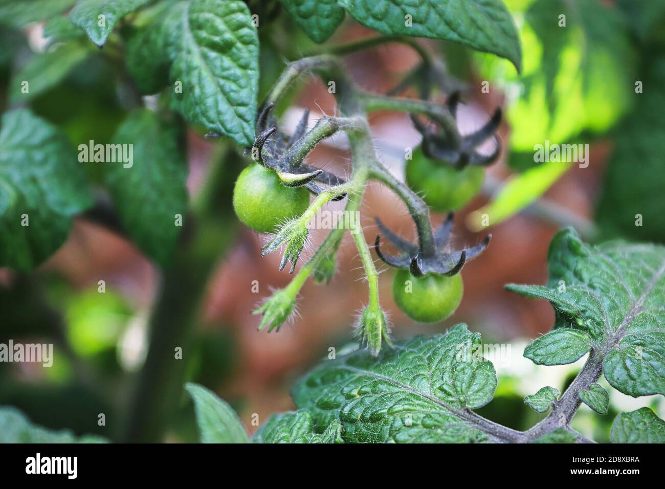 Tomato pollination hi-res stock photography and images - Alamy