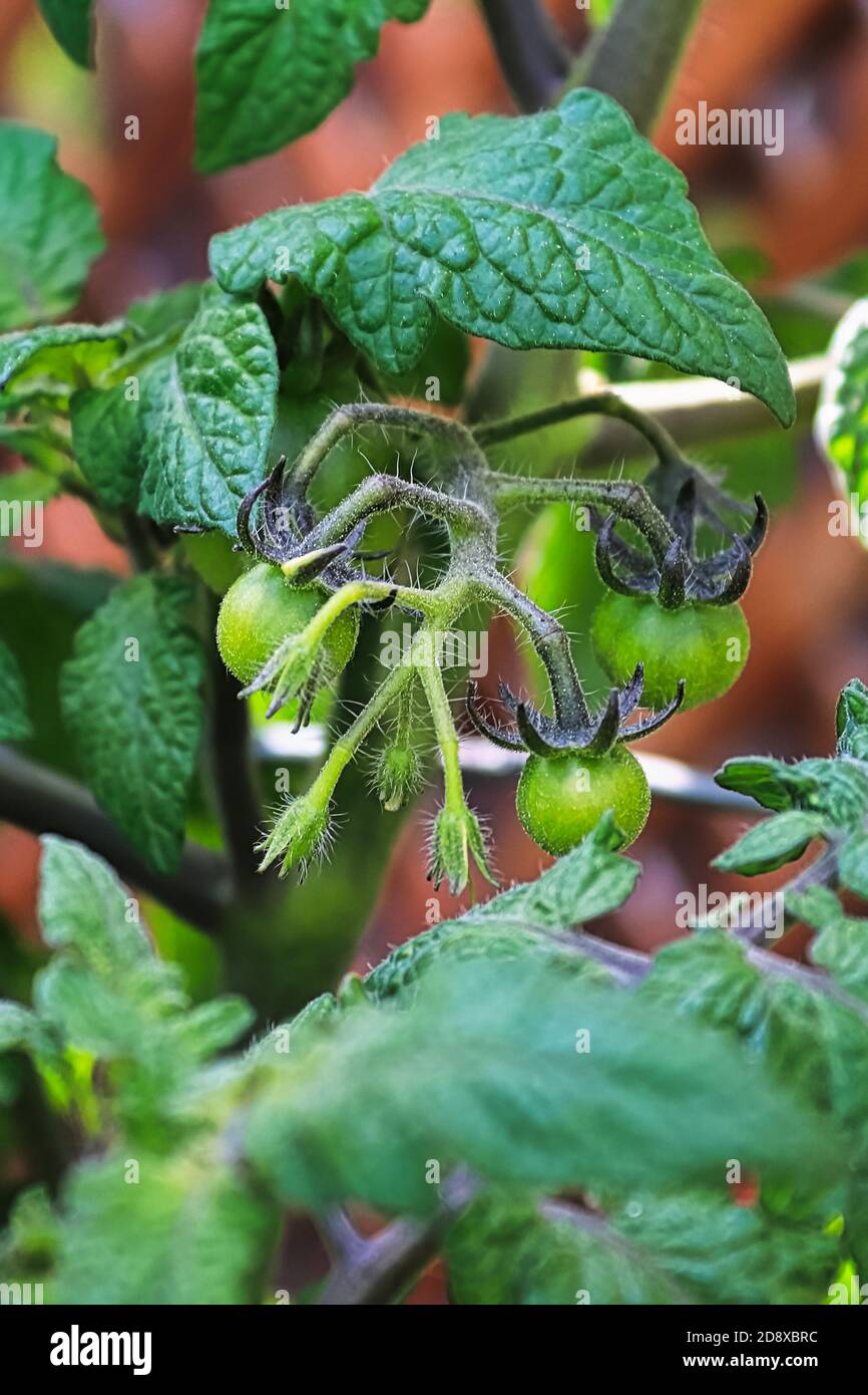 Tomato pollination hi-res stock photography and images - Alamy