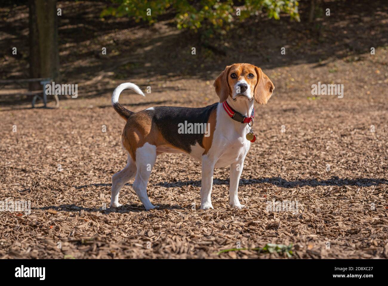 Cute little dog walking around in the park Stock Photo - Alamy