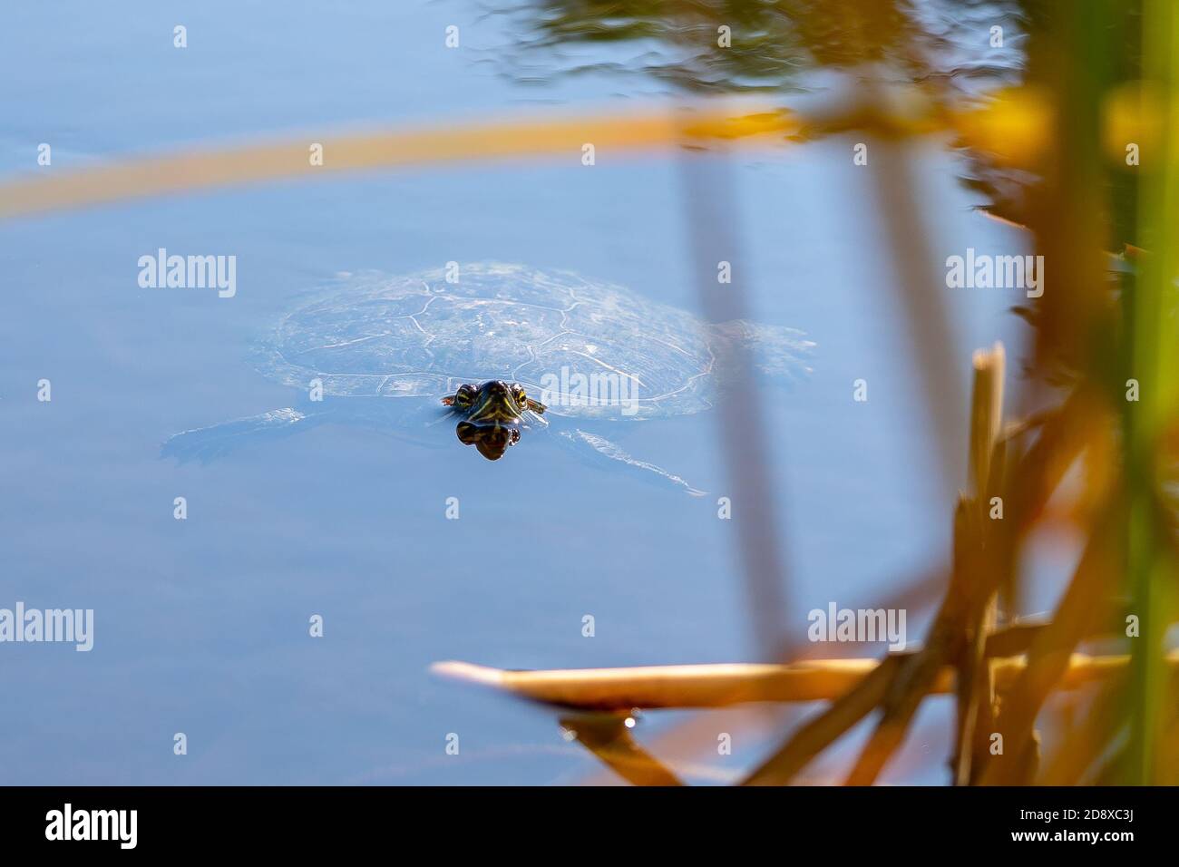Freshwater turtle in lake shot hi-res stock photography and images - Alamy
