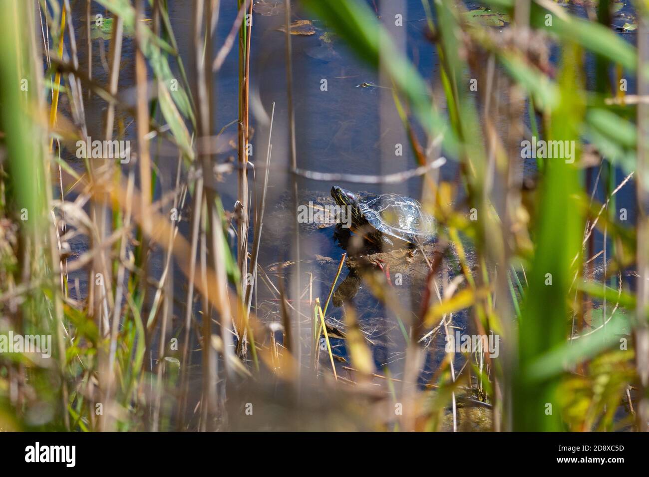 Freshwater turtle in lake shot hi-res stock photography and images - Alamy