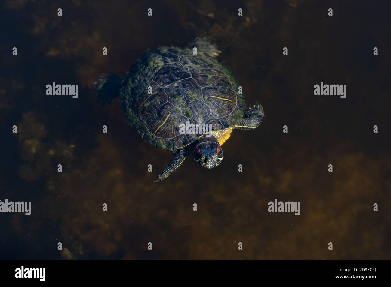 Freshwater turtle in lake shot hi-res stock photography and images - Alamy