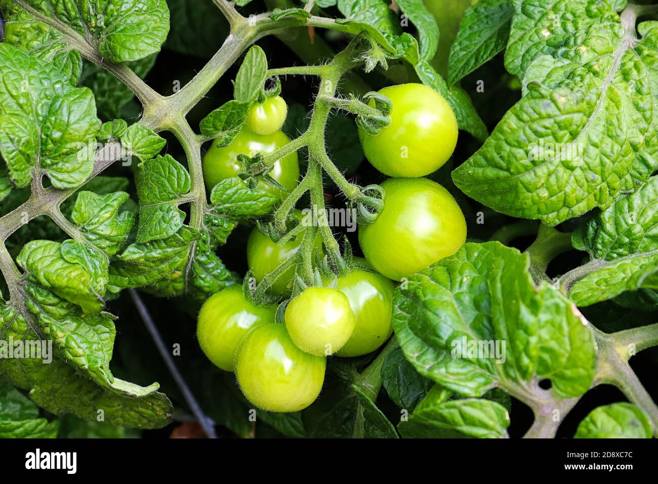 Small tomatoes plants plants tomatoes fruit fruit fresh food hi-res ...