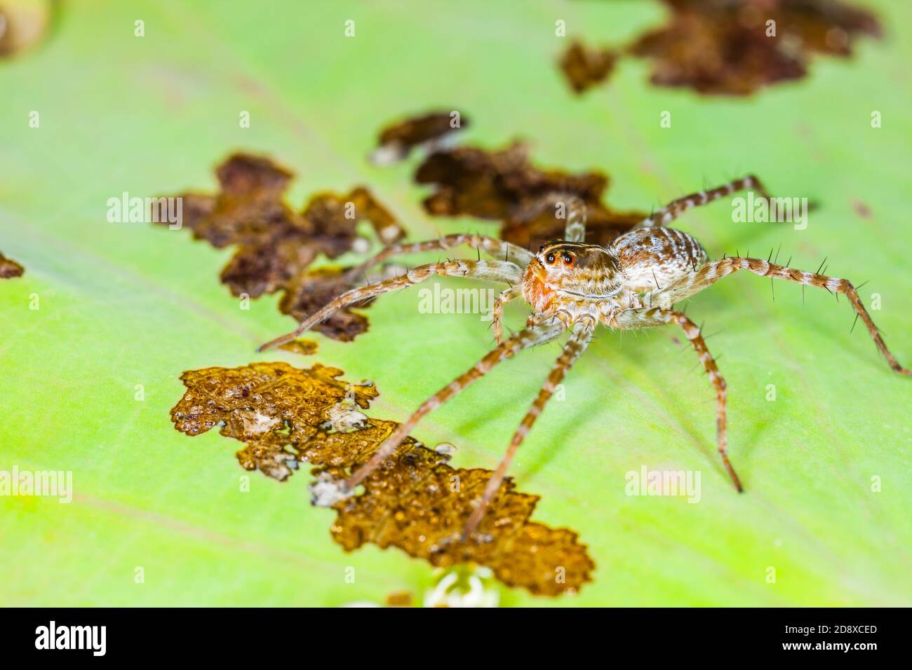 Spider perched on a lotus leaf, Nature Stock Photo - Alamy