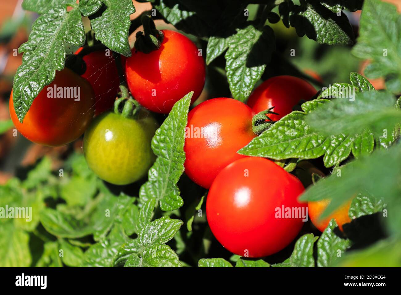 Cluster of cherry tomatoes hi-res stock photography and images - Alamy