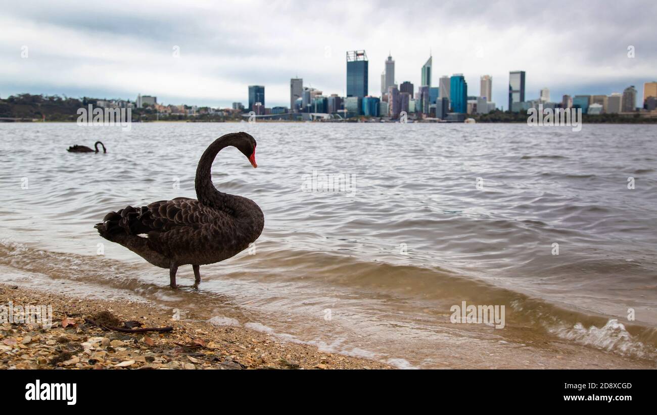 South perth background hi-res stock photography and images - Alamy