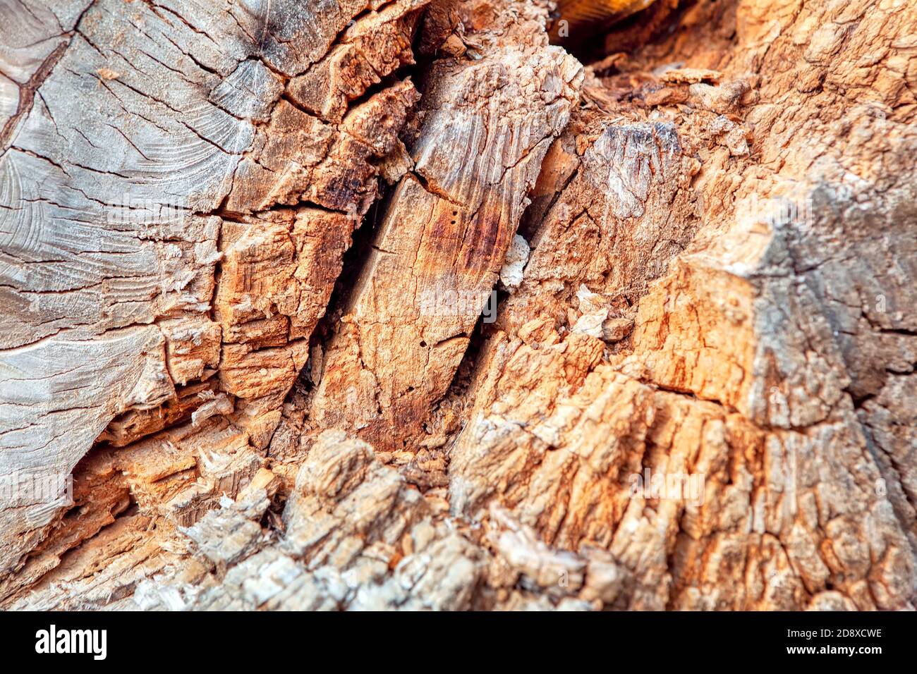 Rotten wooden structure of old tree Stock Photo - Alamy