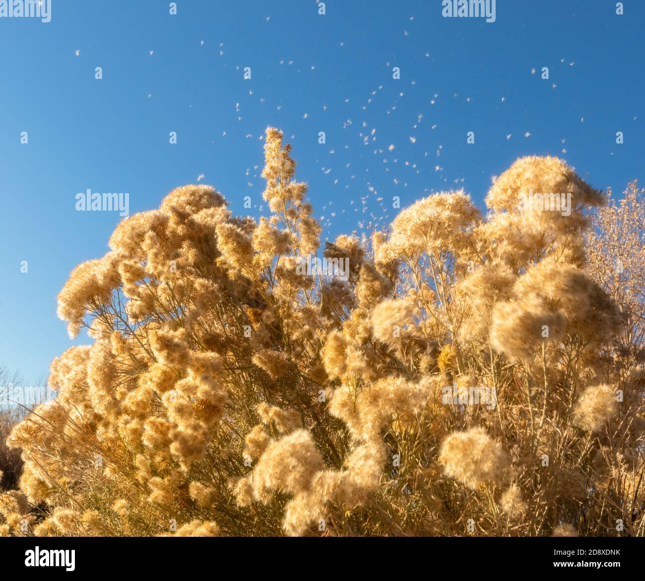 Chamisa plant hi-res stock photography and images - Alamy