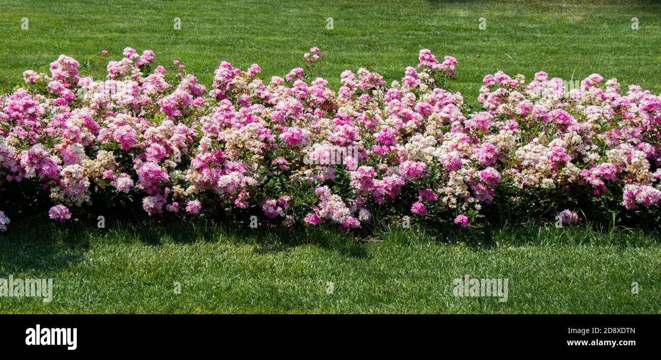 Pink roses in a botanical park in Istanbul on display Stock Photo - Alamy