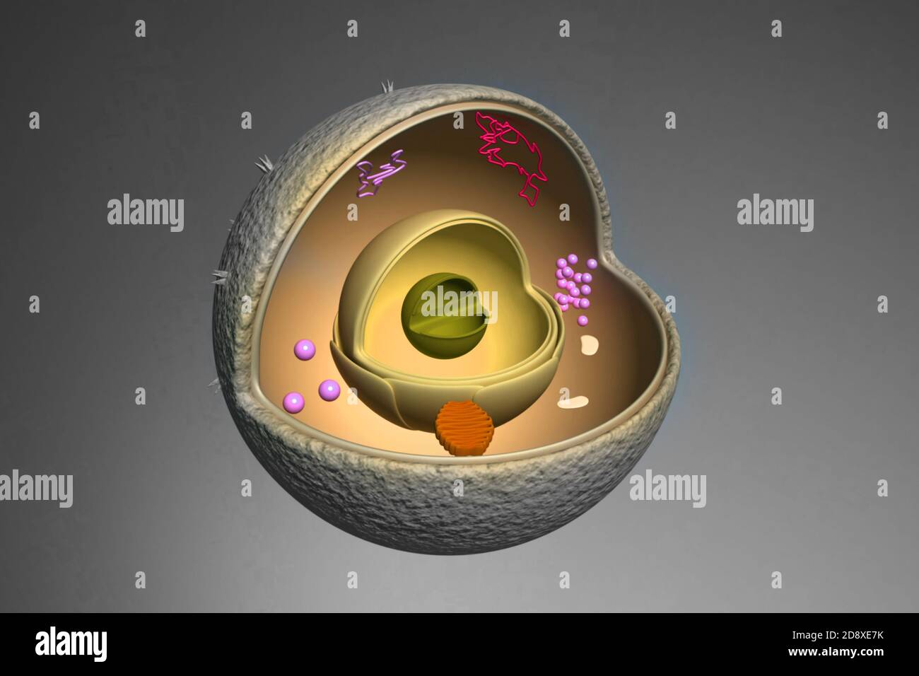 Cell nucleus cross section hi-res stock photography and images - Alamy