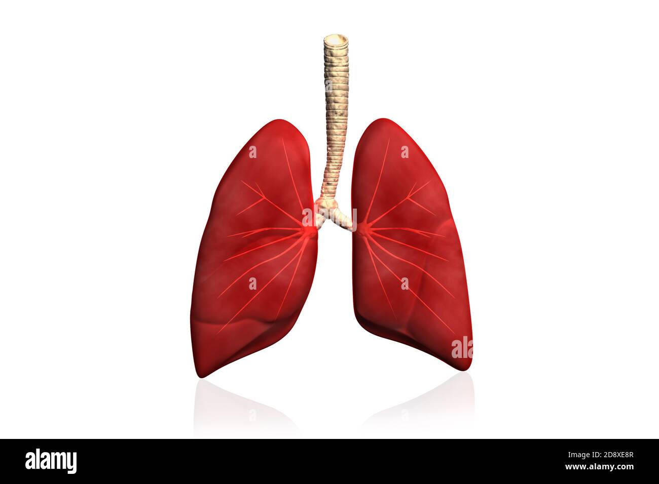 X ray lungs Cut Out Stock Images & Pictures - Alamy