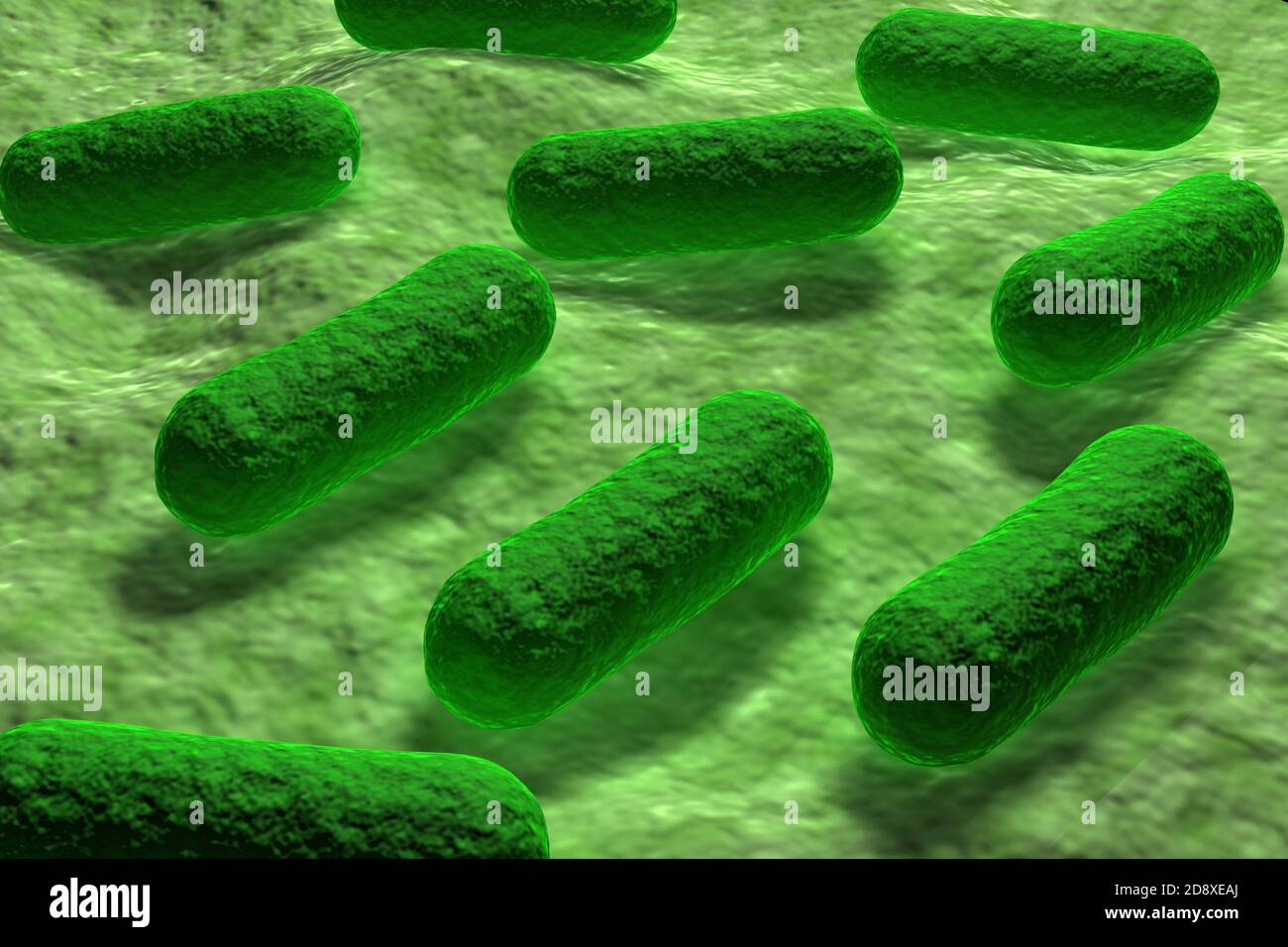 E coli Bacteria Stock Photo - Alamy
