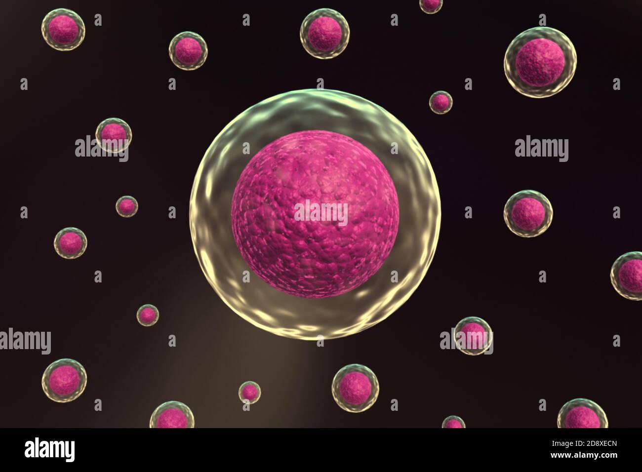 Cell with nucleus Stock Photo - Alamy