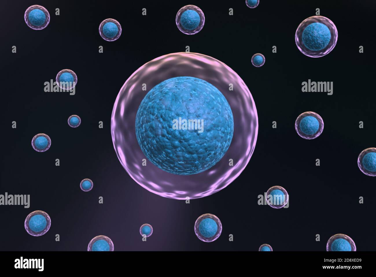 Cell with nucleus Stock Photo - Alamy