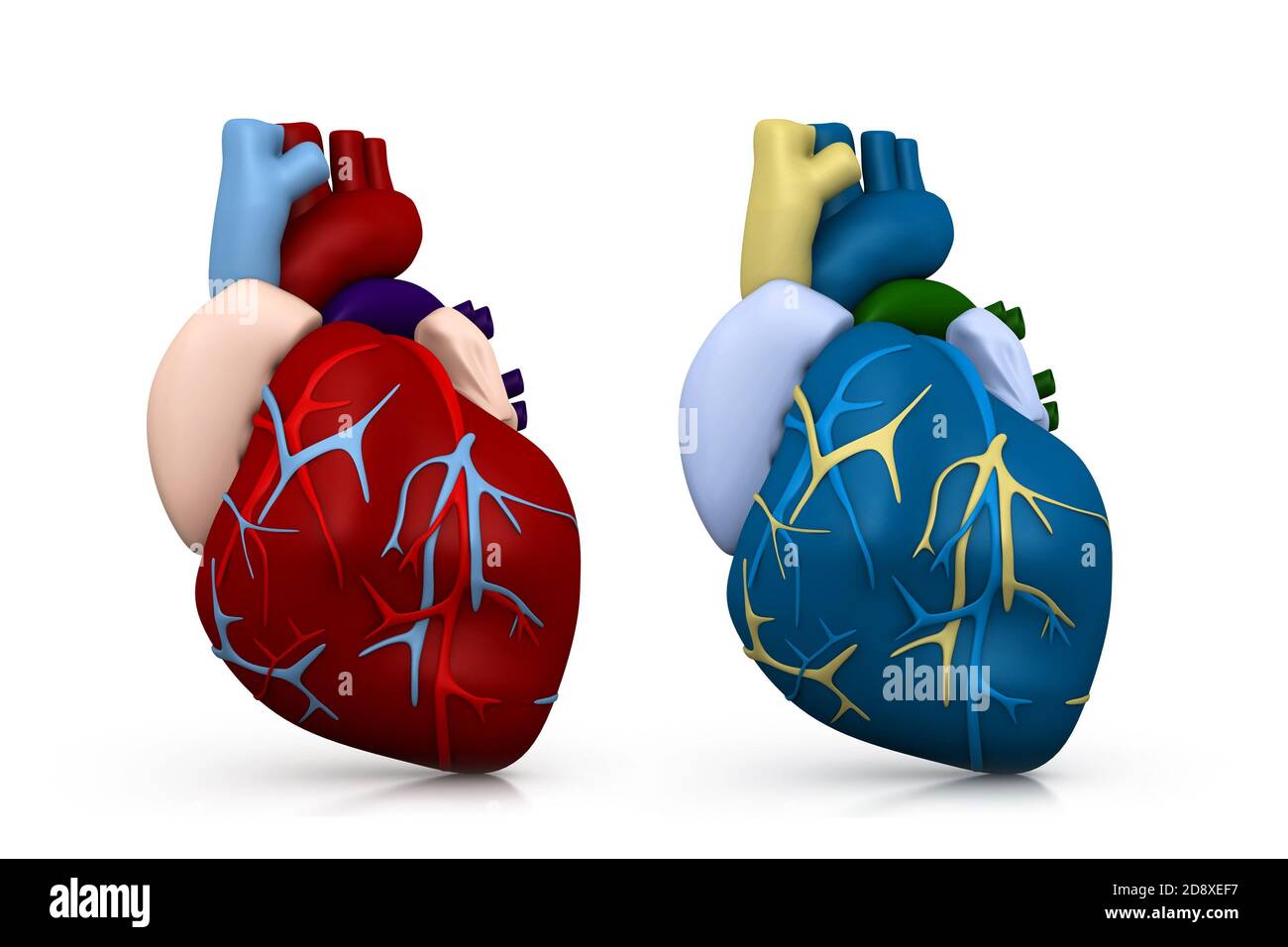 Human heart model internal Cut Out Stock Images & Pictures - Alamy