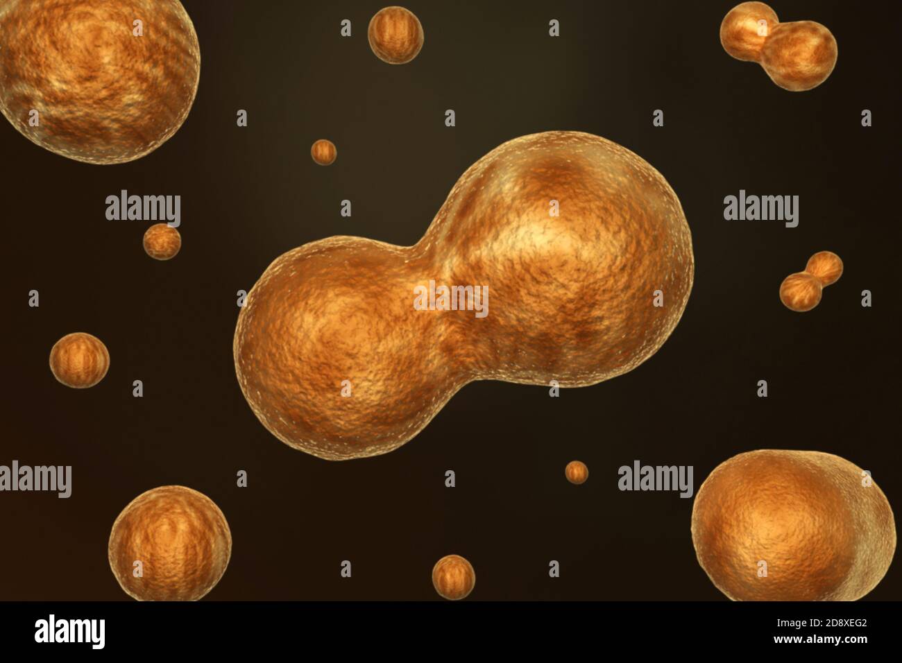 Cell division bacteria hi-res stock photography and images - Alamy