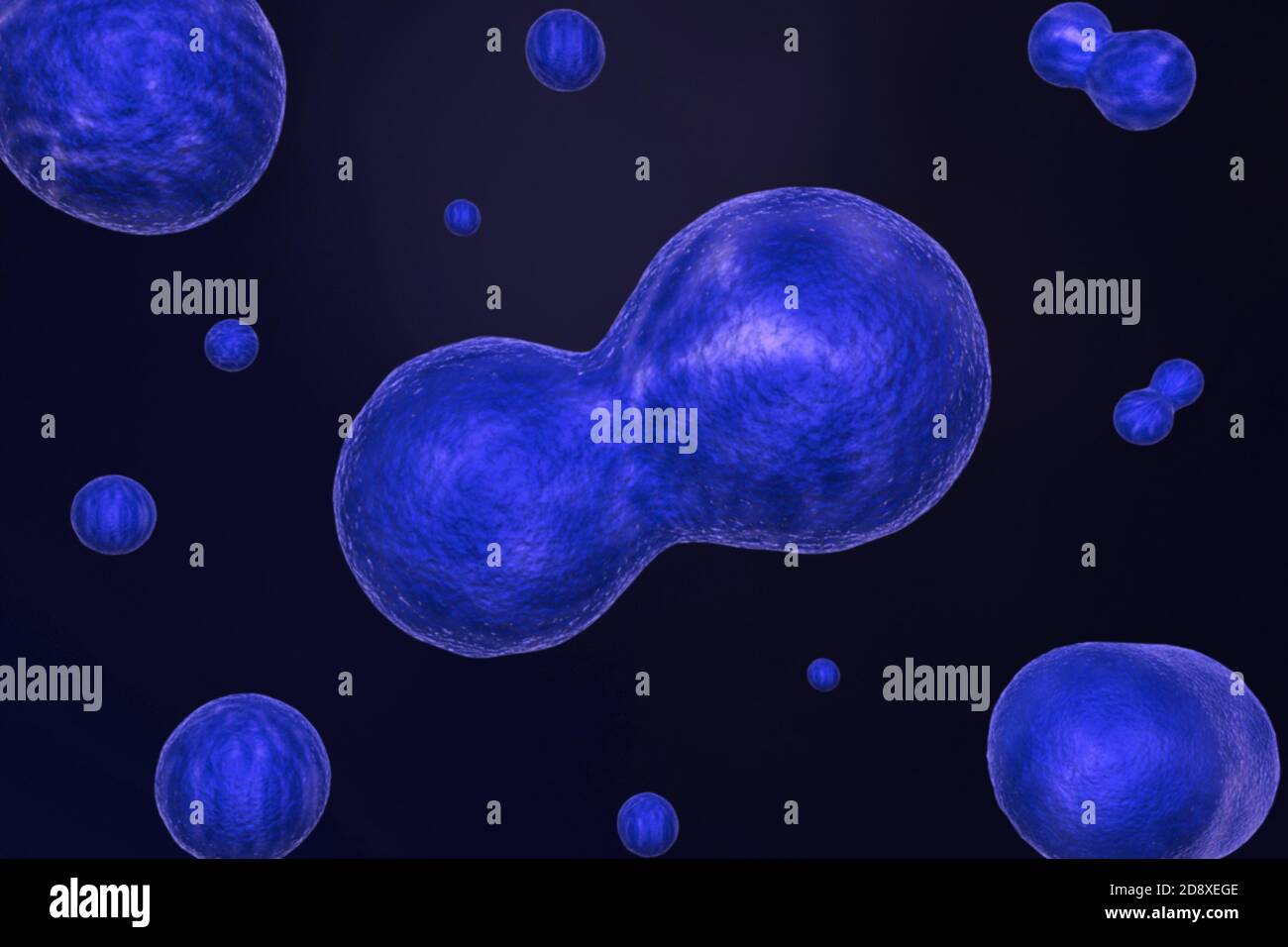 Cell division bacteria hi-res stock photography and images - Alamy