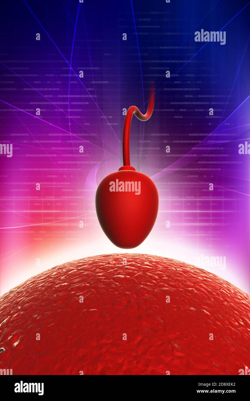 Sperm cell hi-res stock photography and images - Alamy