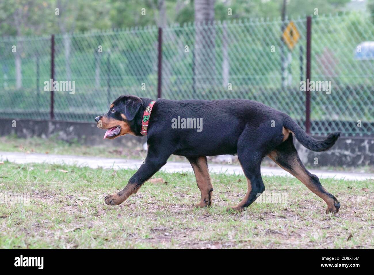 Walking rottweiler hi-res stock photography and images - Alamy