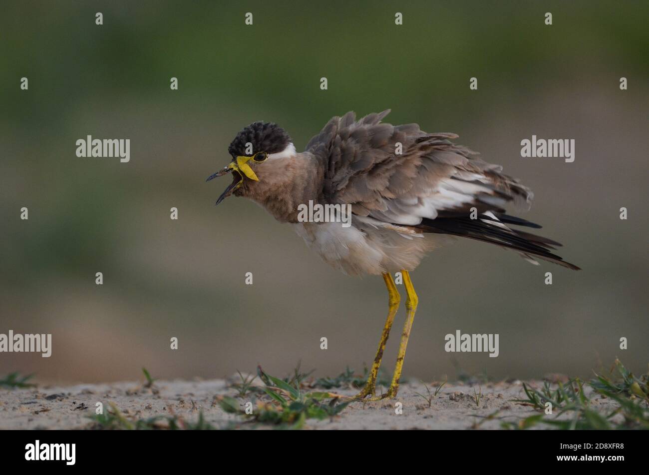 Breeding plumage yellow wattled lapwing hi-res stock photography and ...
