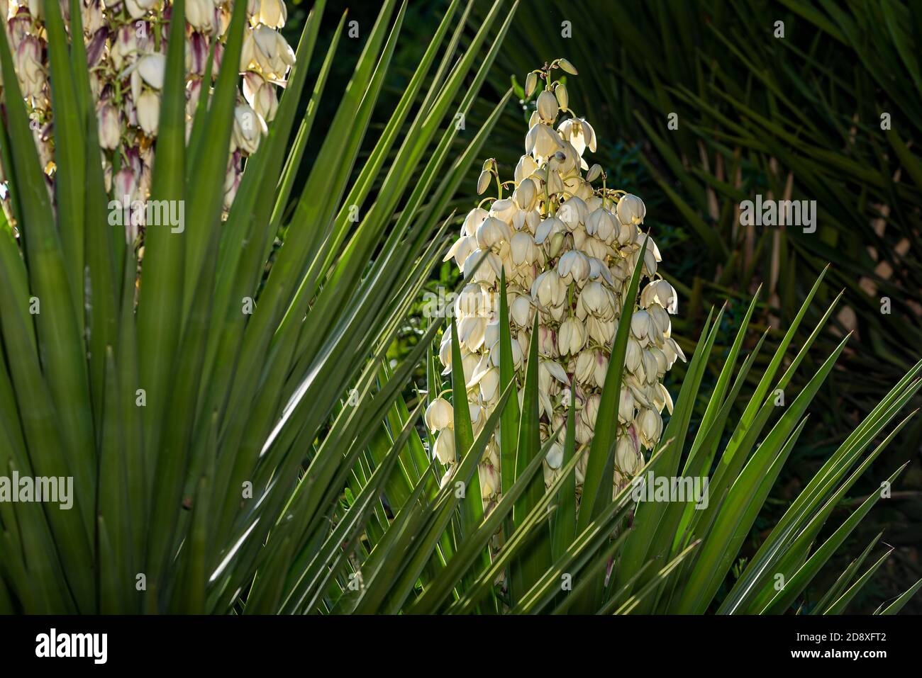 White flowers of yucca plant yucca plant Stock Photo - Alamy