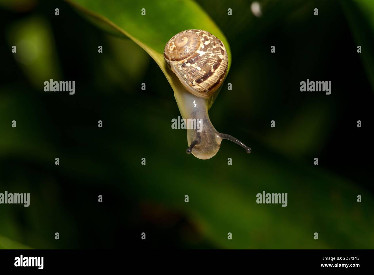 Slug eating lettuce leaf. Snail invasion in the garden The snail slides ...