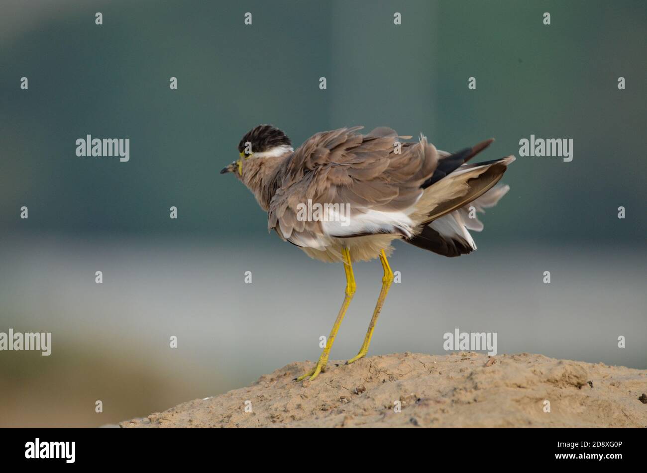 Breeding plumage yellow wattled lapwing hi-res stock photography and ...