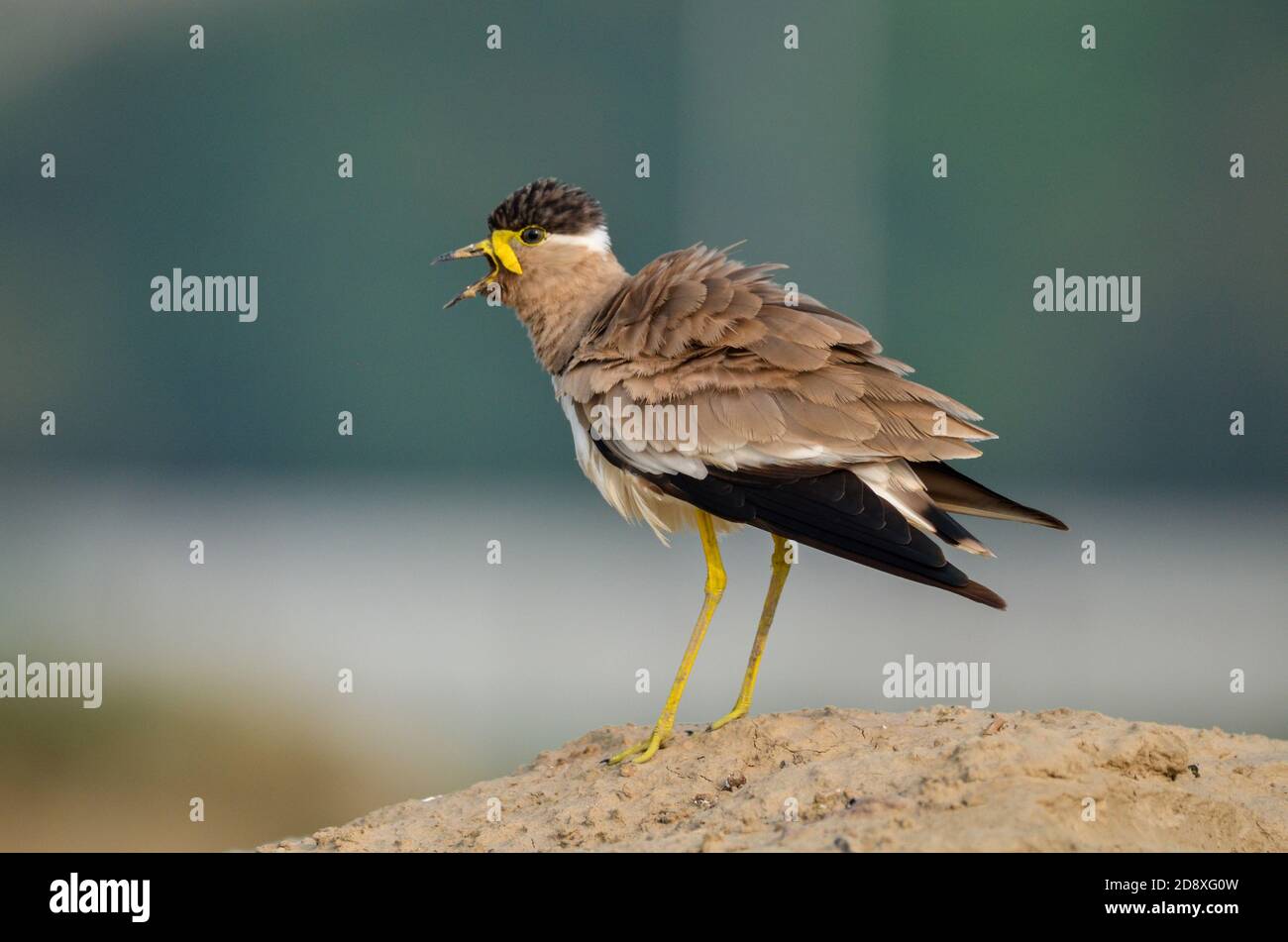 Hatching mood hi-res stock photography and images - Alamy