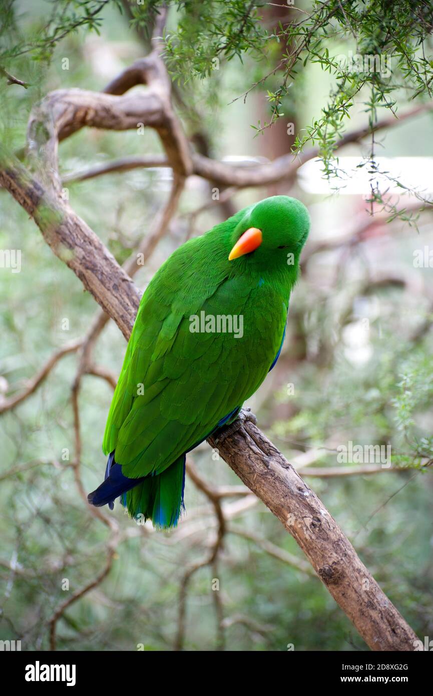Melbourne zoo aviary hi-res stock photography and images - Alamy