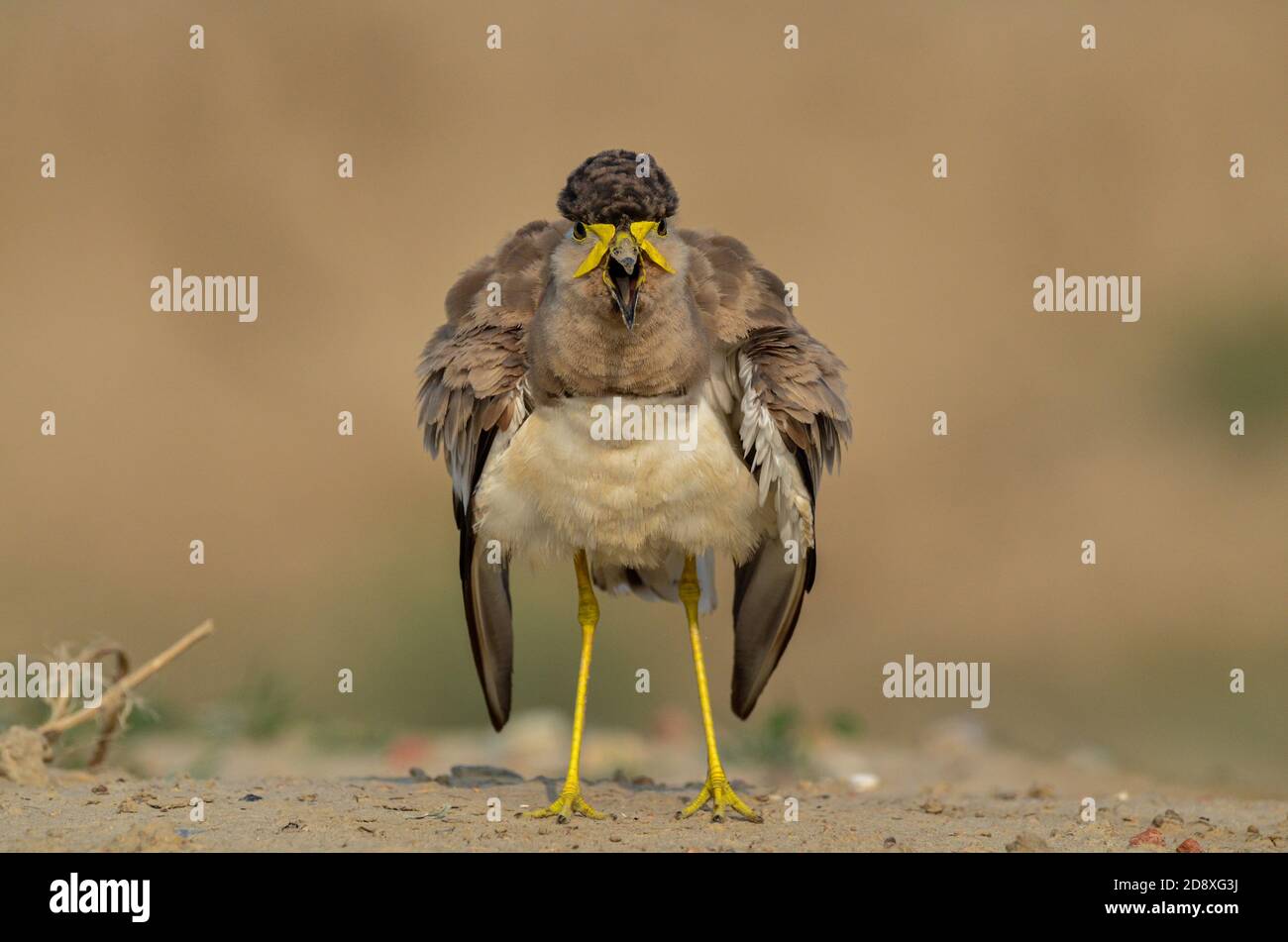 Yellow wattled lapwing, Noida, Uttar Pradesh, India- September 10, 2019 ...