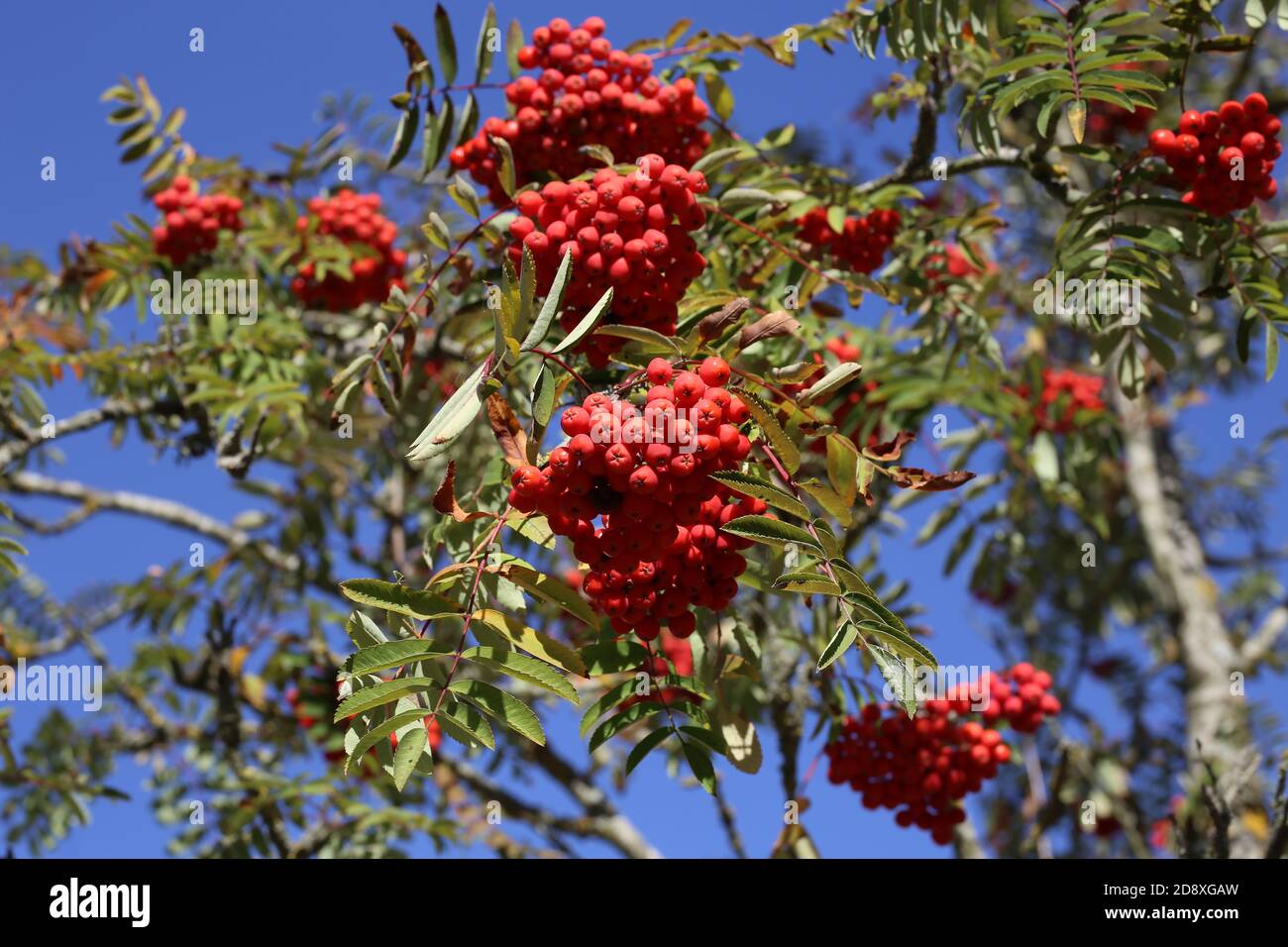 Low angle shot of a mountain ash tree under the sunlight and a blue sky ...