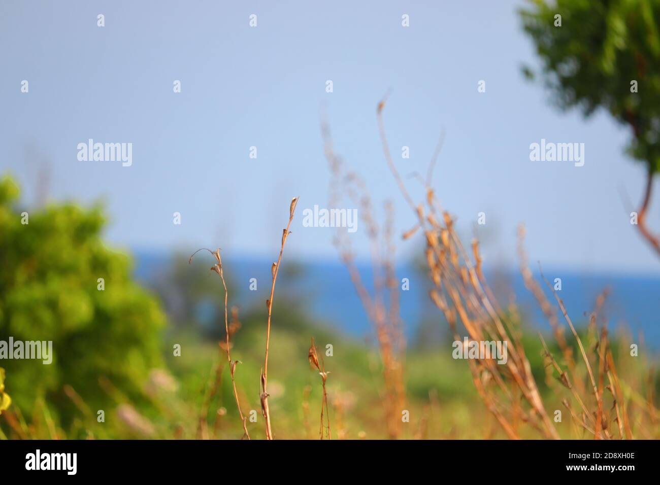 Natural green landscape blurred background. leaves , blue sea water ...