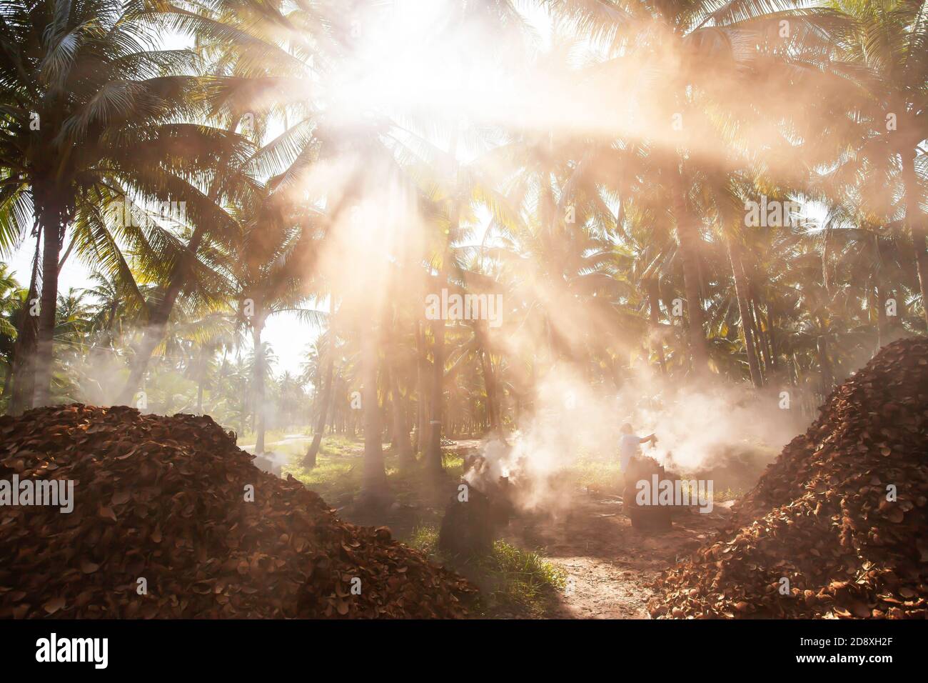 An Asian female gardener burning coconut shell charcoal in coconut palm ...