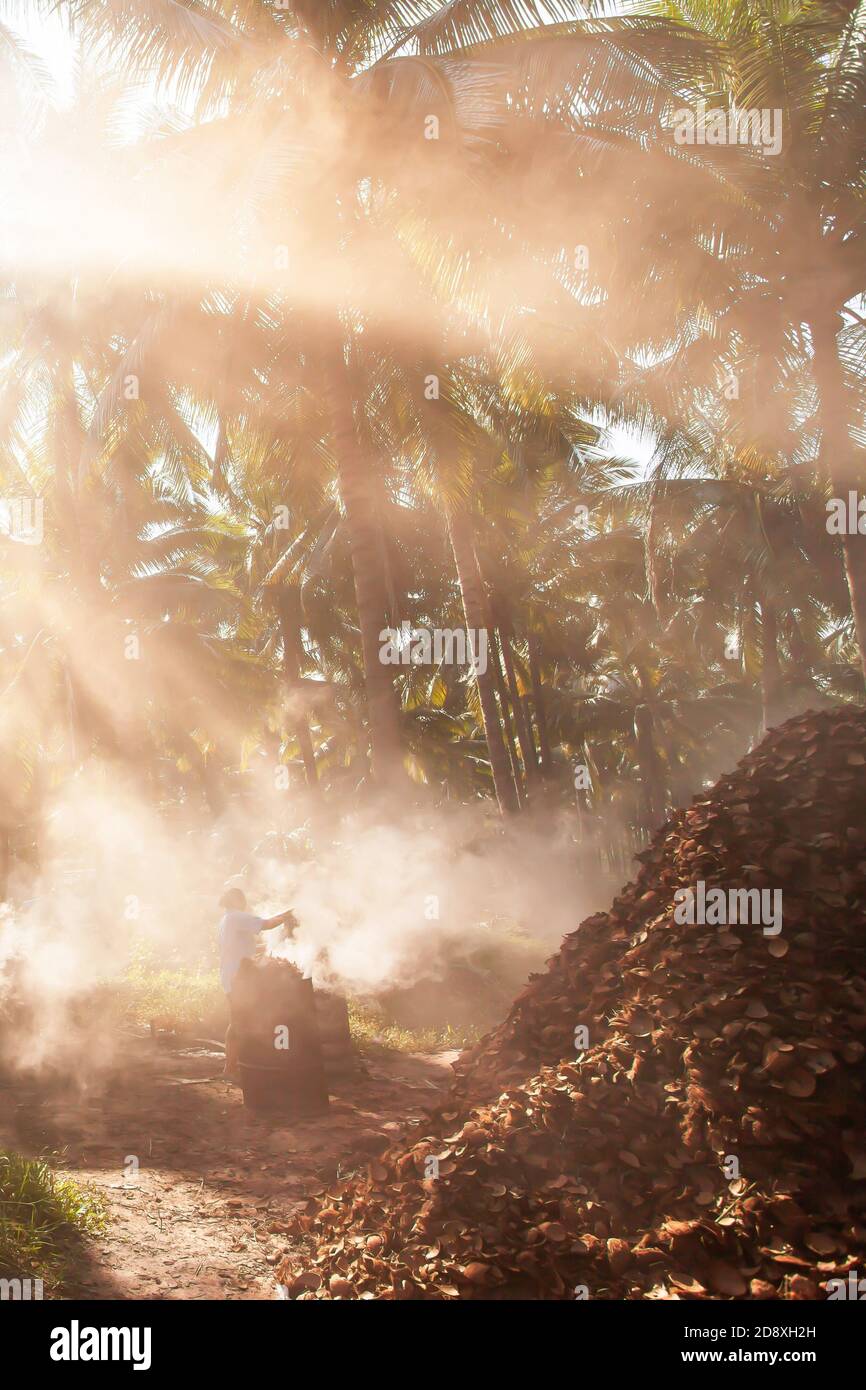 An Asian female gardener burning coconut shell charcoal in coconut palm ...