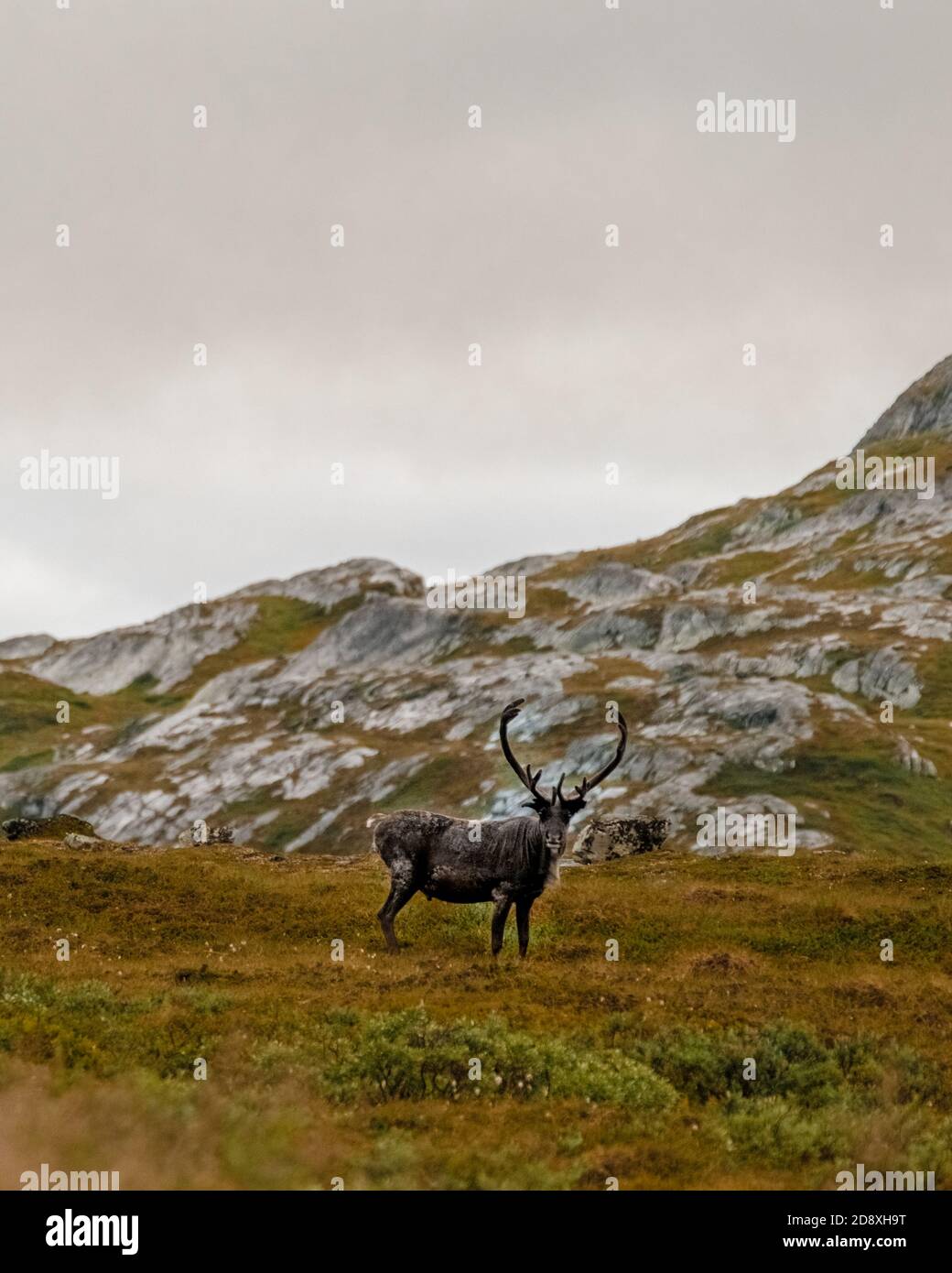 Highland wildlife park reindeer hi-res stock photography and images - Alamy