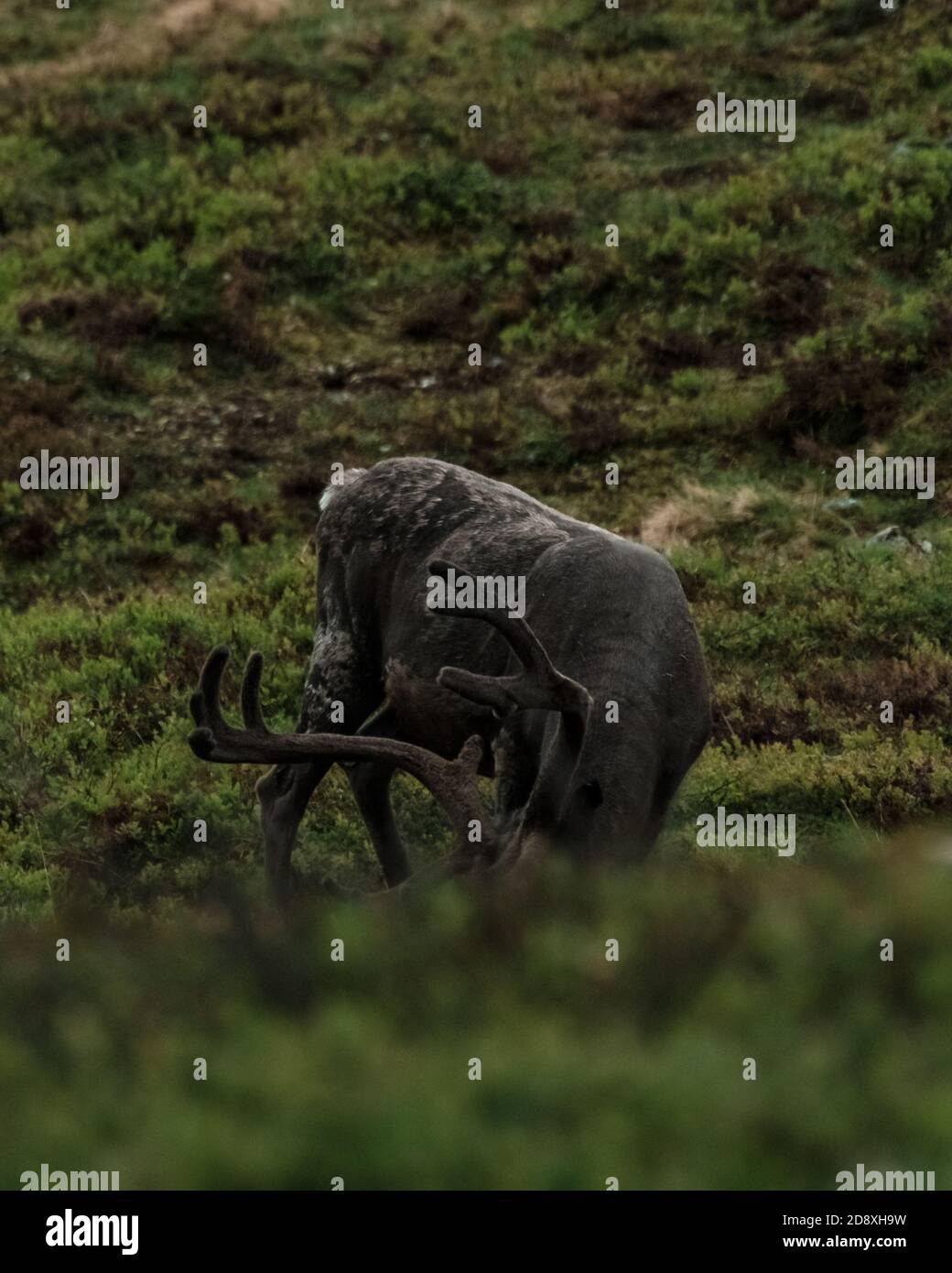 Vertical shot field hi-res stock photography and images - Alamy