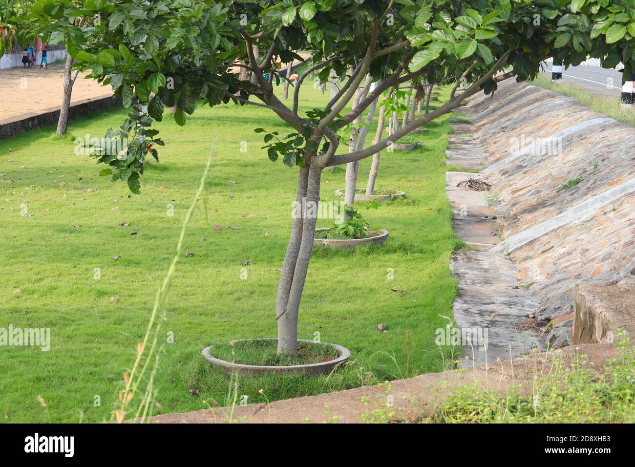 The trees at an equal distance in the garden near a wall made of pebble ...
