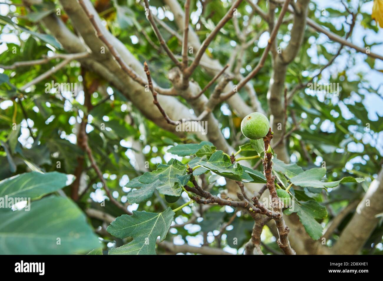 Blur green tree plant hi-res stock photography and images - Alamy