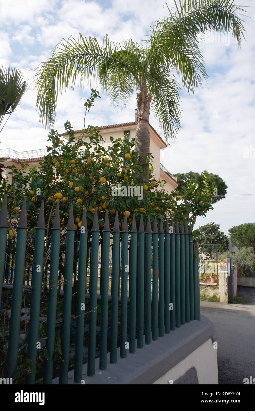 Vertical shot of a lemon tree behind a fence under cloudy sky Stock ...