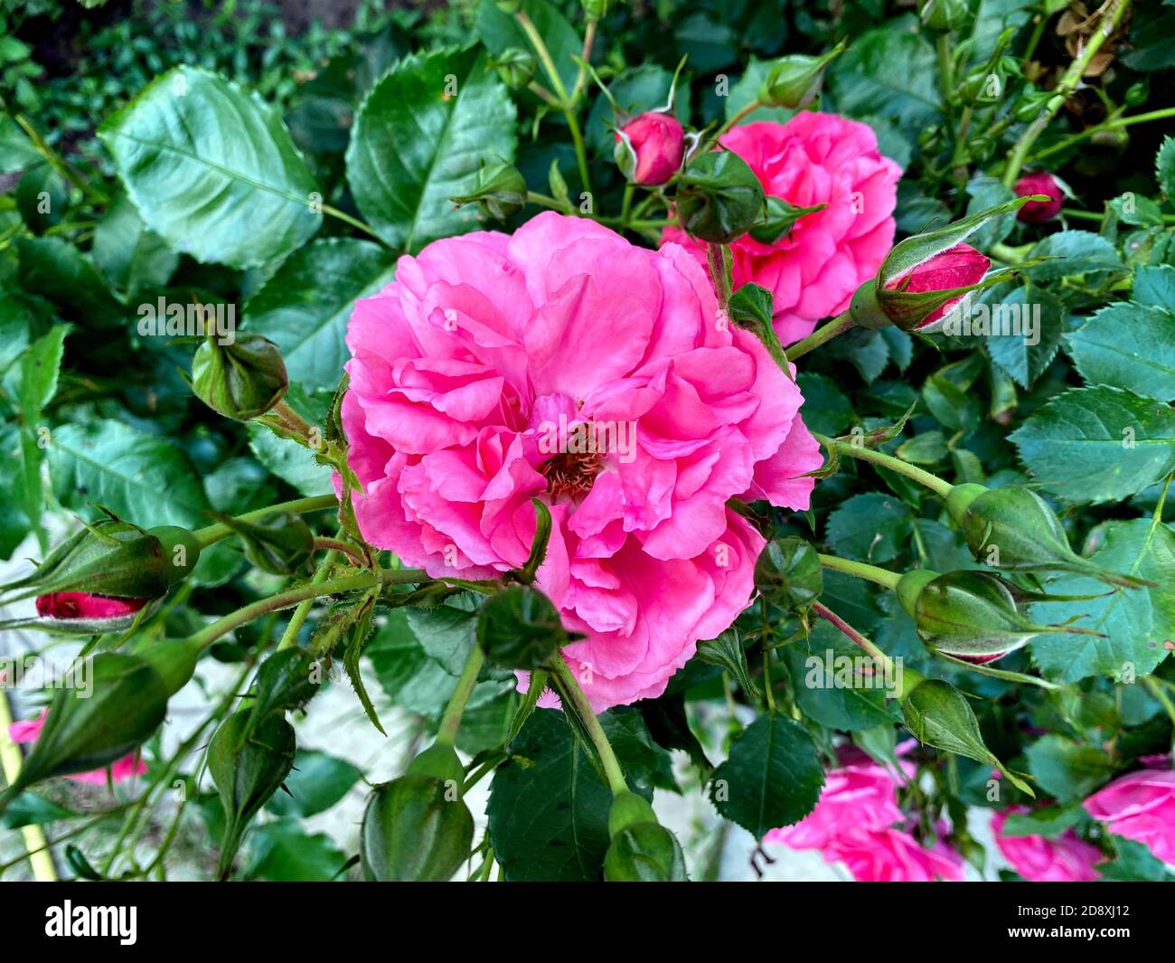 rose flower blooming in roses garden on background roses flowers. Close ...