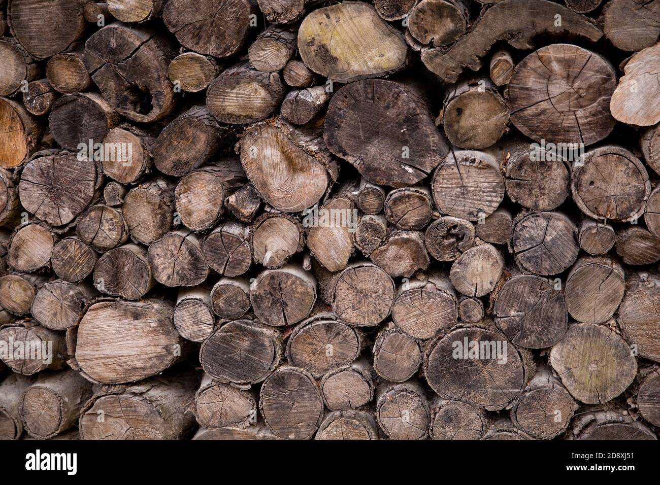 Round teak wood stump background for decoration Stock Photo - Alamy