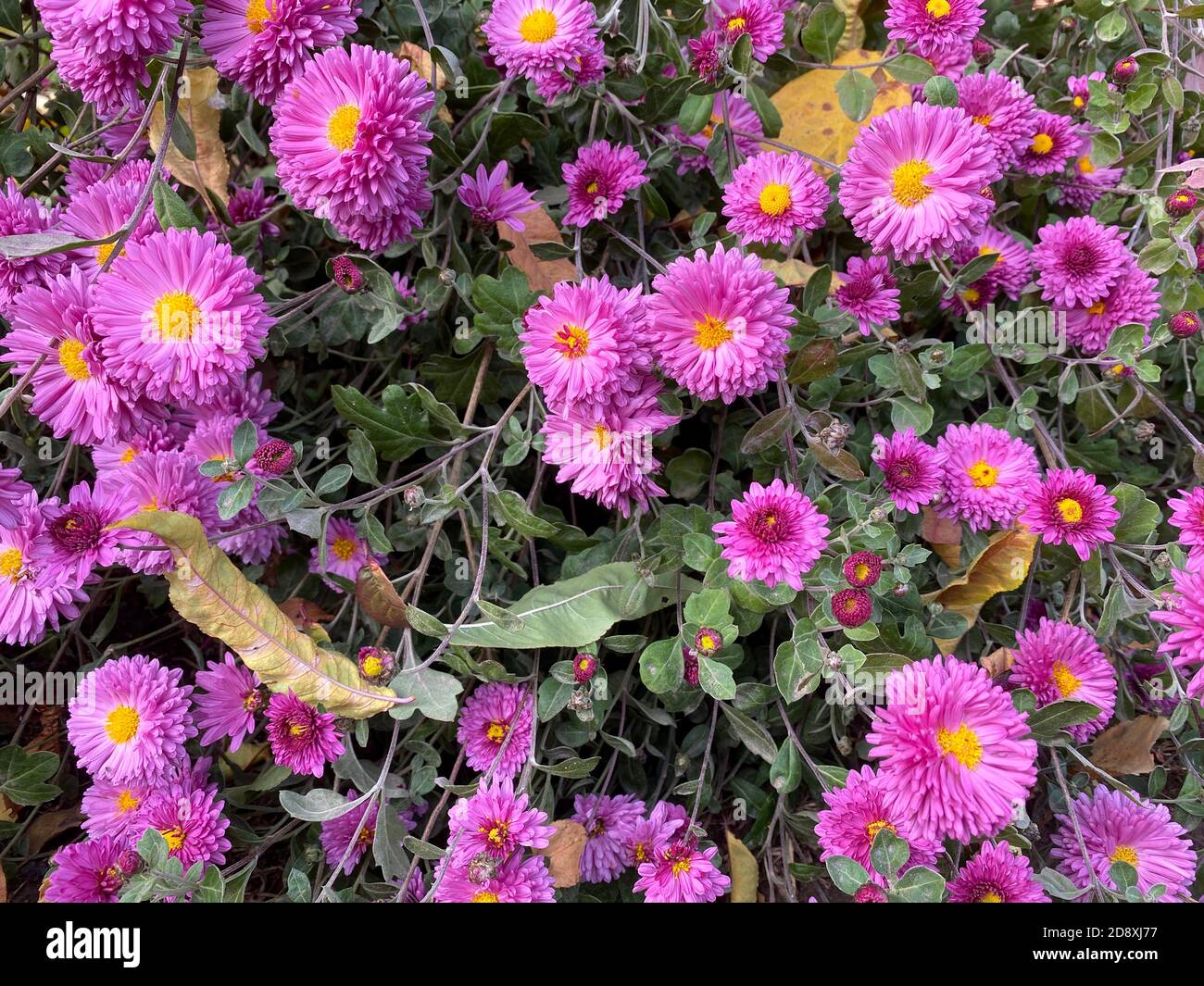 Purple chrysanthemums on natural green background. Floral background ...