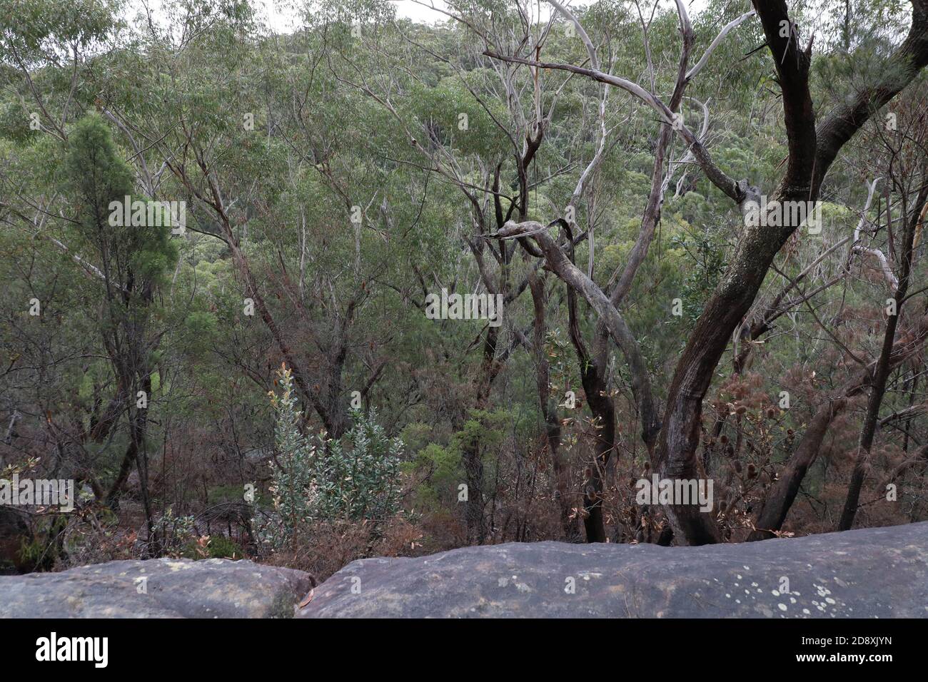 The Great North Walk through Berowra Valley Regional Park, Sydney, NSW ...