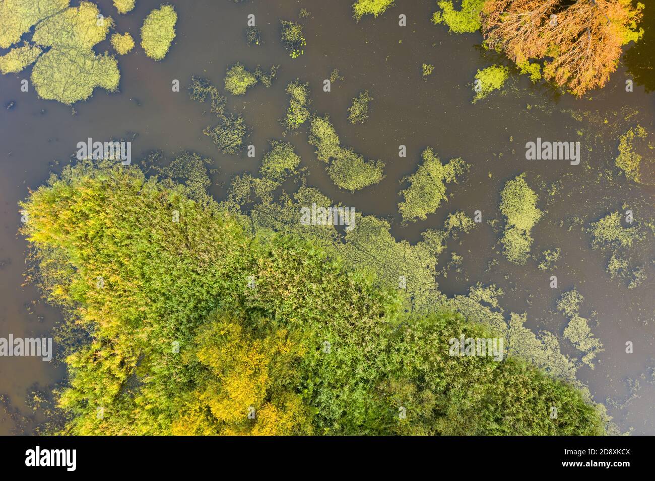 River with green reed growing on sides from aerial perspective Stock ...